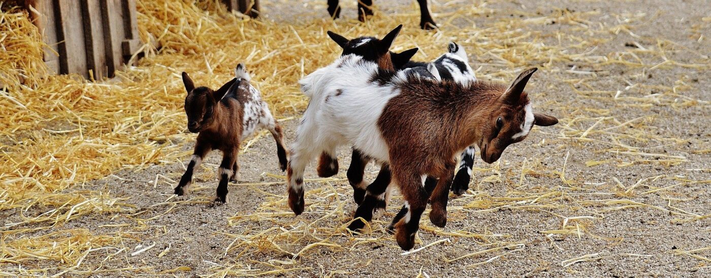 Why Are Goat Skulls Associated With the Devil? How a Humble Farm Animal ...